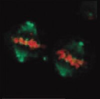 Anti-phospho-Ser/Thr-Pro MPM-2 Antibody | 05-368